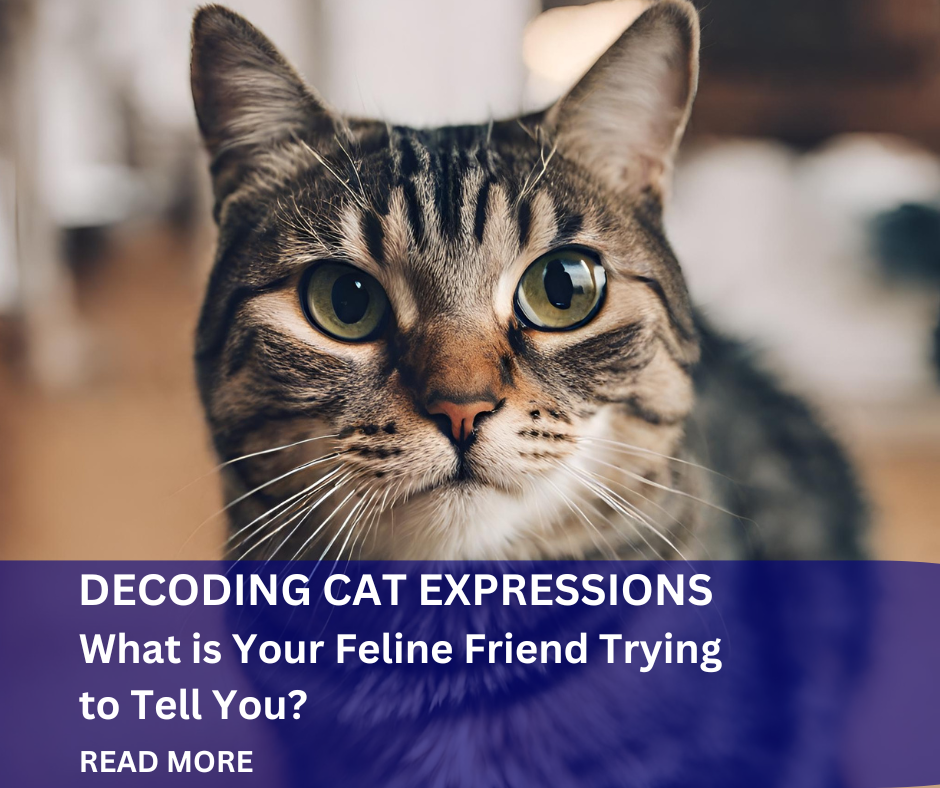 Decoding Cat Expressions: What is Your Feline Friend Trying to Tell Yo ...
