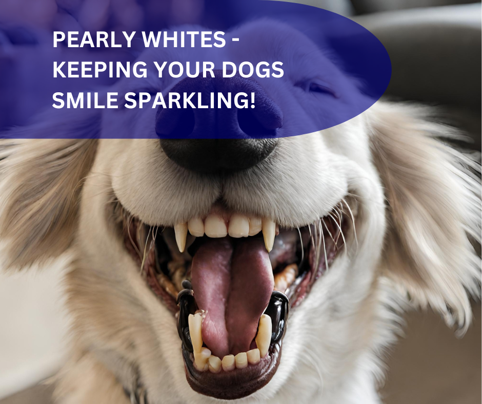 Pearly Whites: Keeping Your Dog's Smile Sparkling – Budget Stockfeeds ...