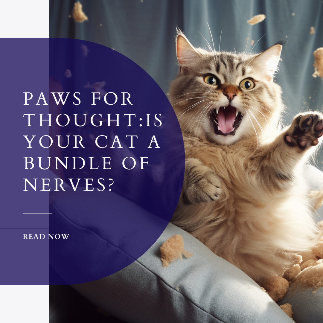 Paws for Thought: Is Your Cat a Bundle of Nerves? – Budget Stockfeeds ...